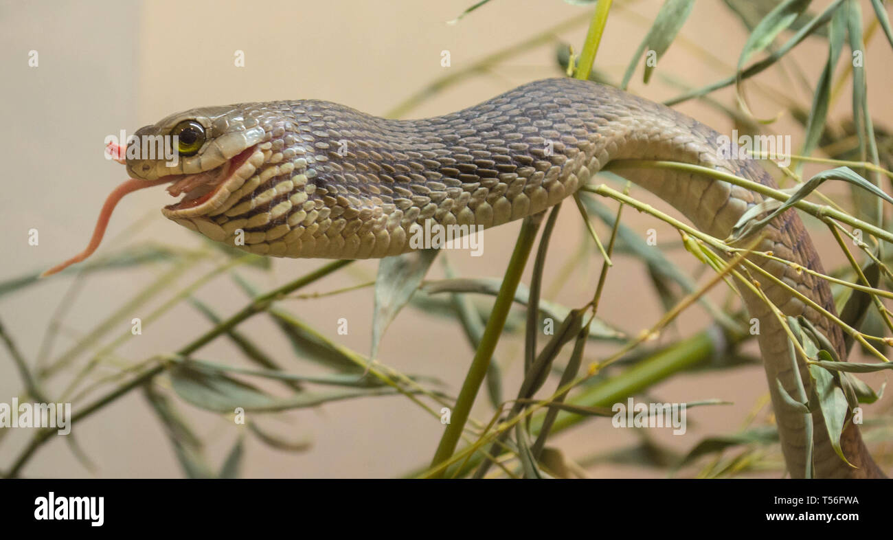 Boomslang viper hi-res stock photography and images - Alamy
