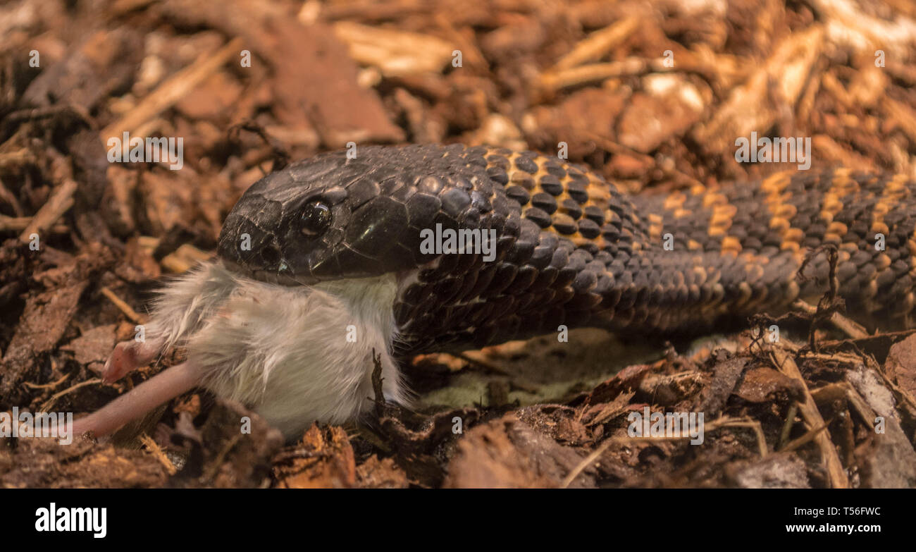 Rinkhals, spitting cobra, Hemachatus haemachatus feeding Stock Photo ...