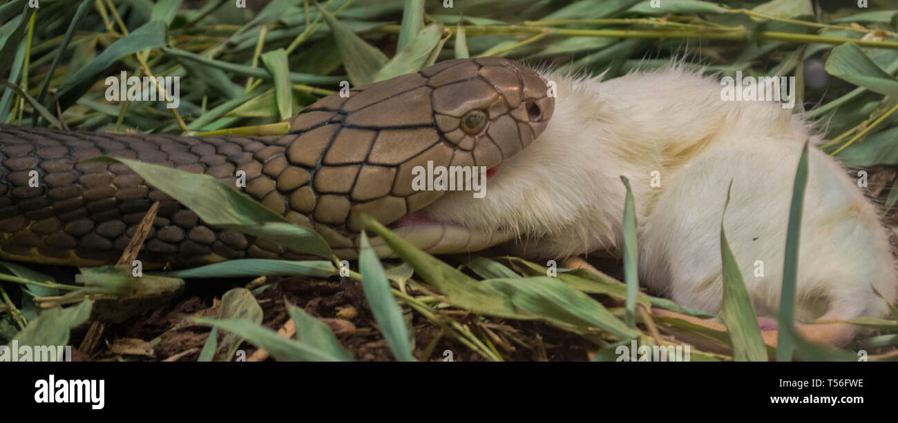 OPHIOPHAGUS HANNAH, King Cobra Stock Photo - Alamy