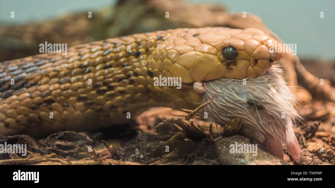 Cape Cobra, Naja nivea feeding Stock Photo - Alamy
