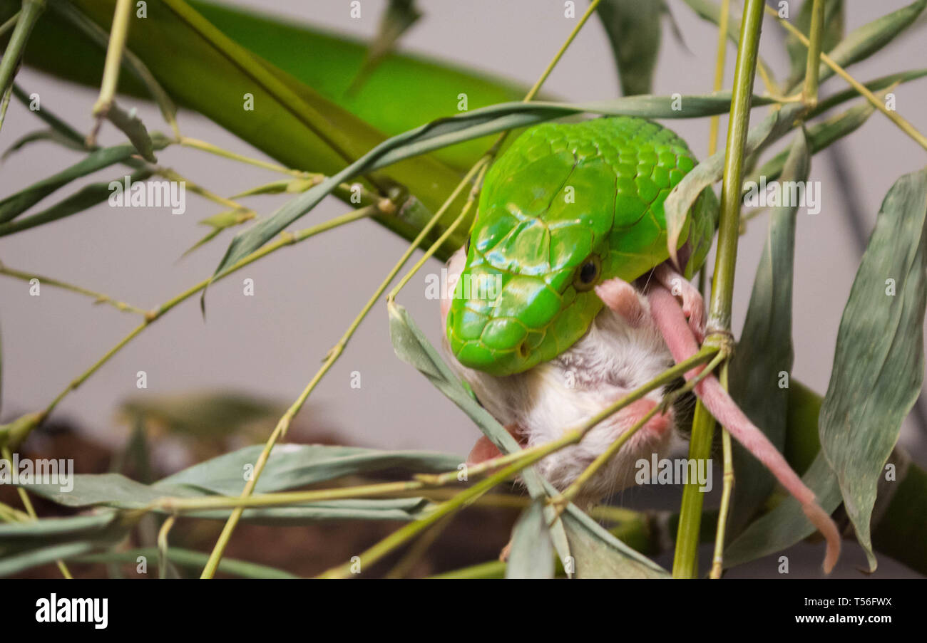Green Mamba High Resolution Stock Photography and Images - Alamy