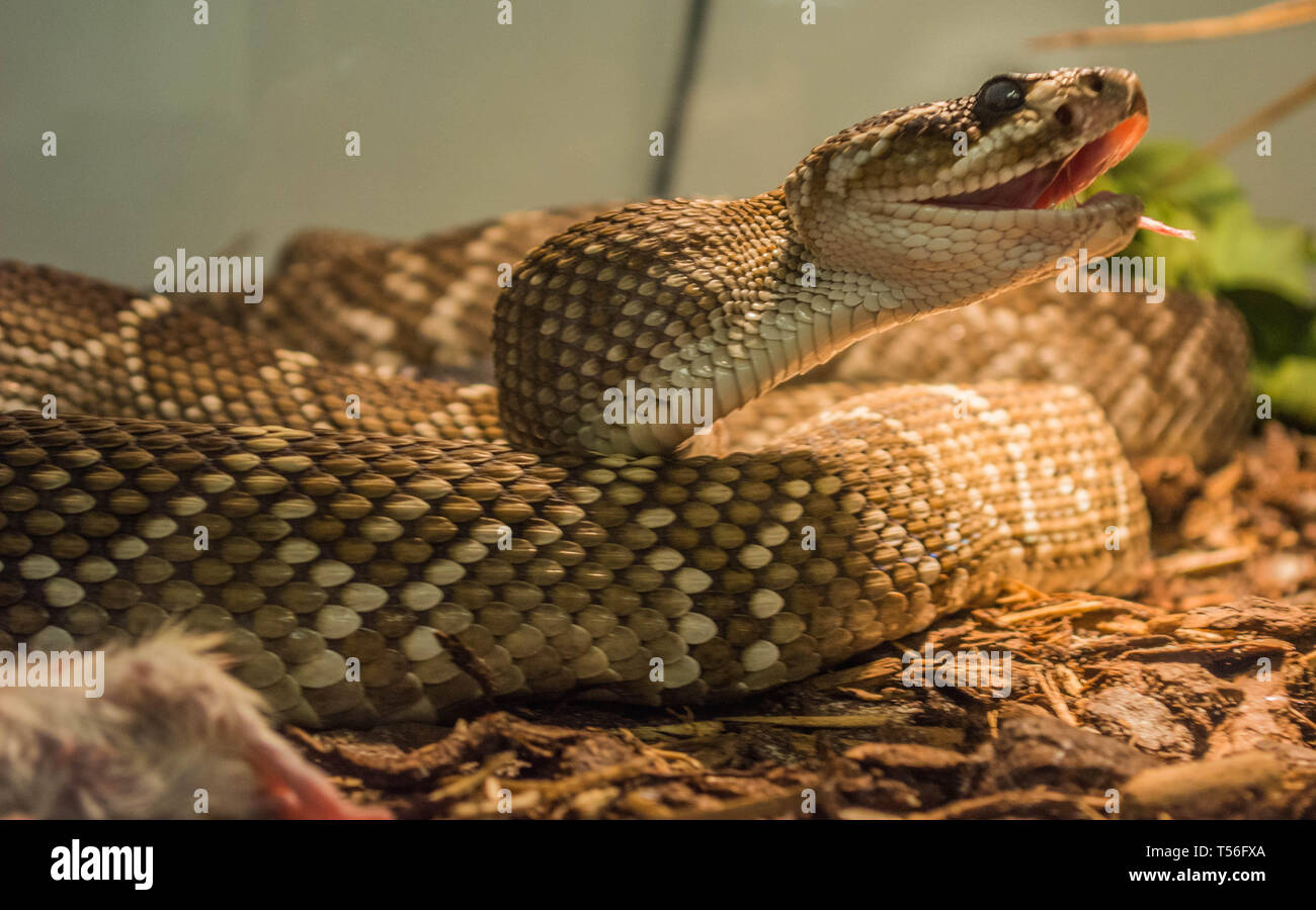Mexican black-tailed rattlesnake, crotalus molossus nigrescens Stock ...