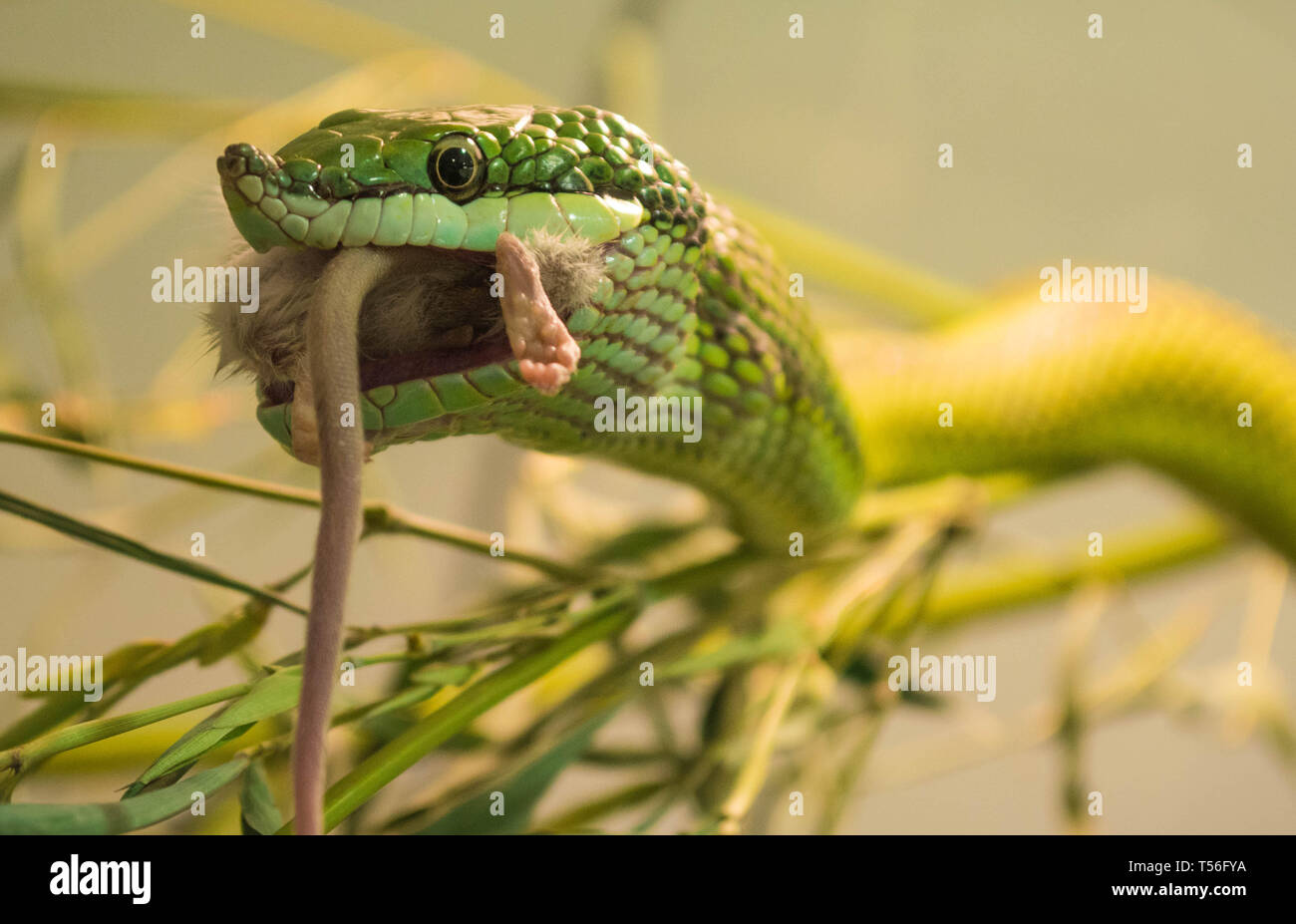 Barons Green Racer Snake High Resolution Stock Photography and Images ...
