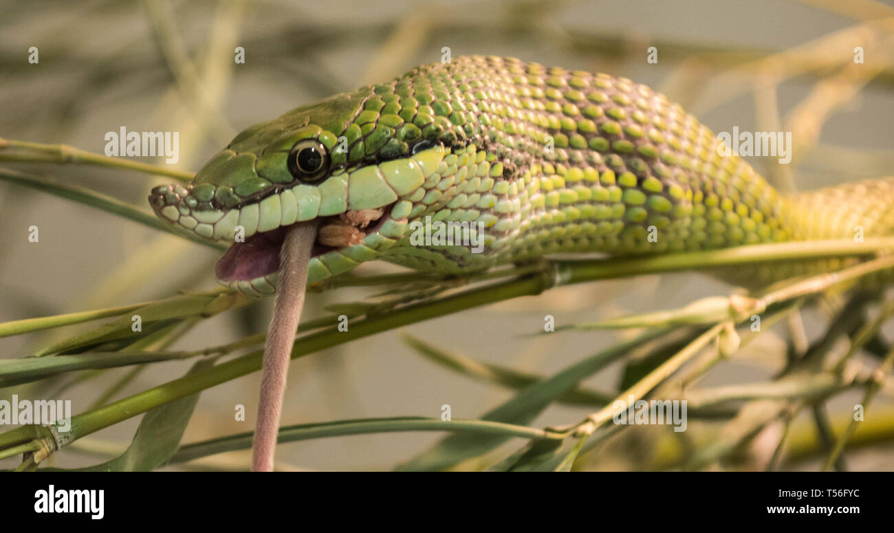 Baron's Green Racer Snake feeding Stock Photo - Alamy