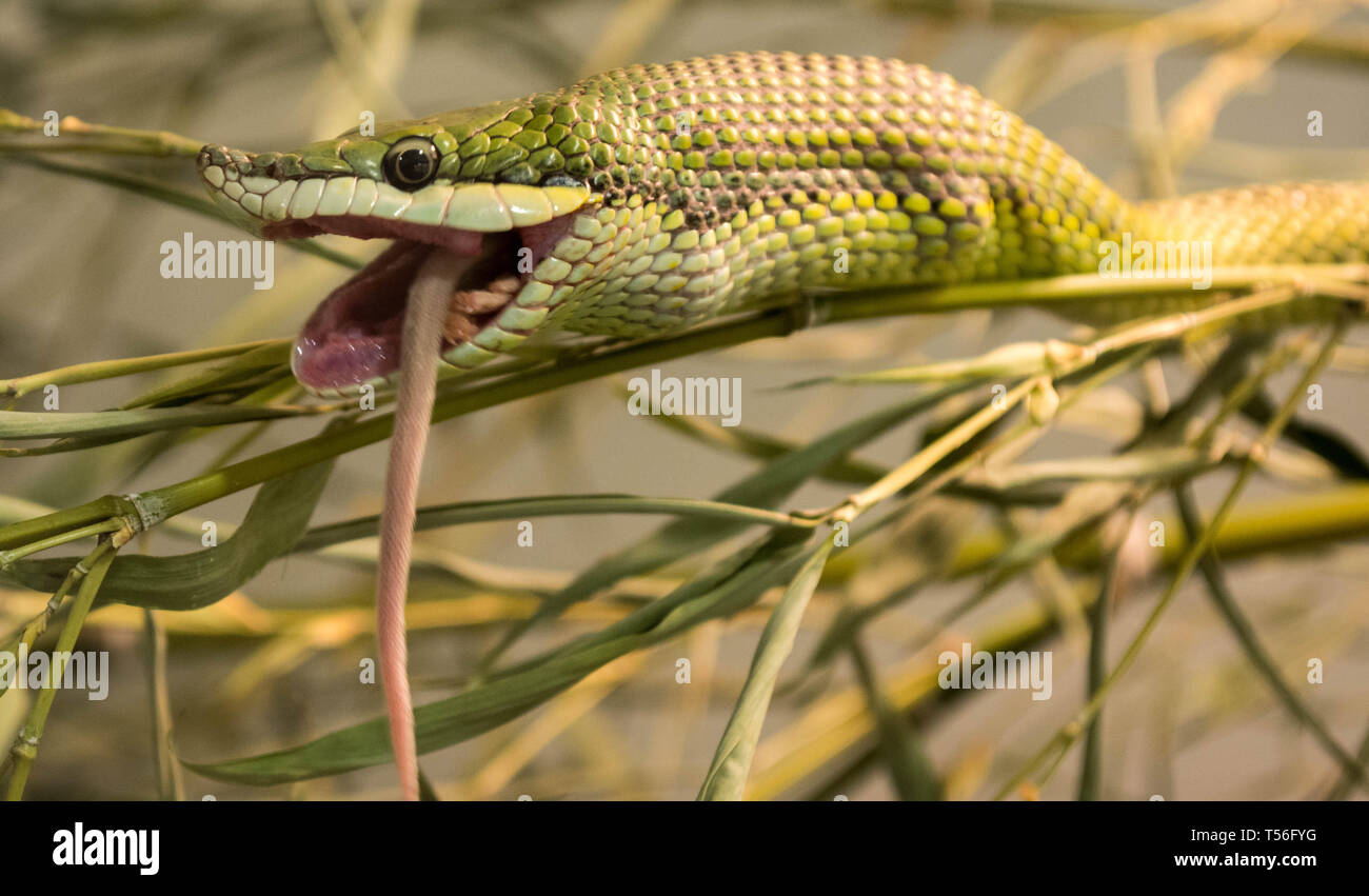 Barons Green Racer Snake High Resolution Stock Photography and Images ...