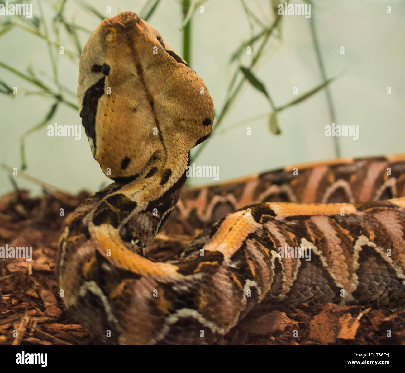 Butterfly Viper High Resolution Stock Photography and Images - Alamy