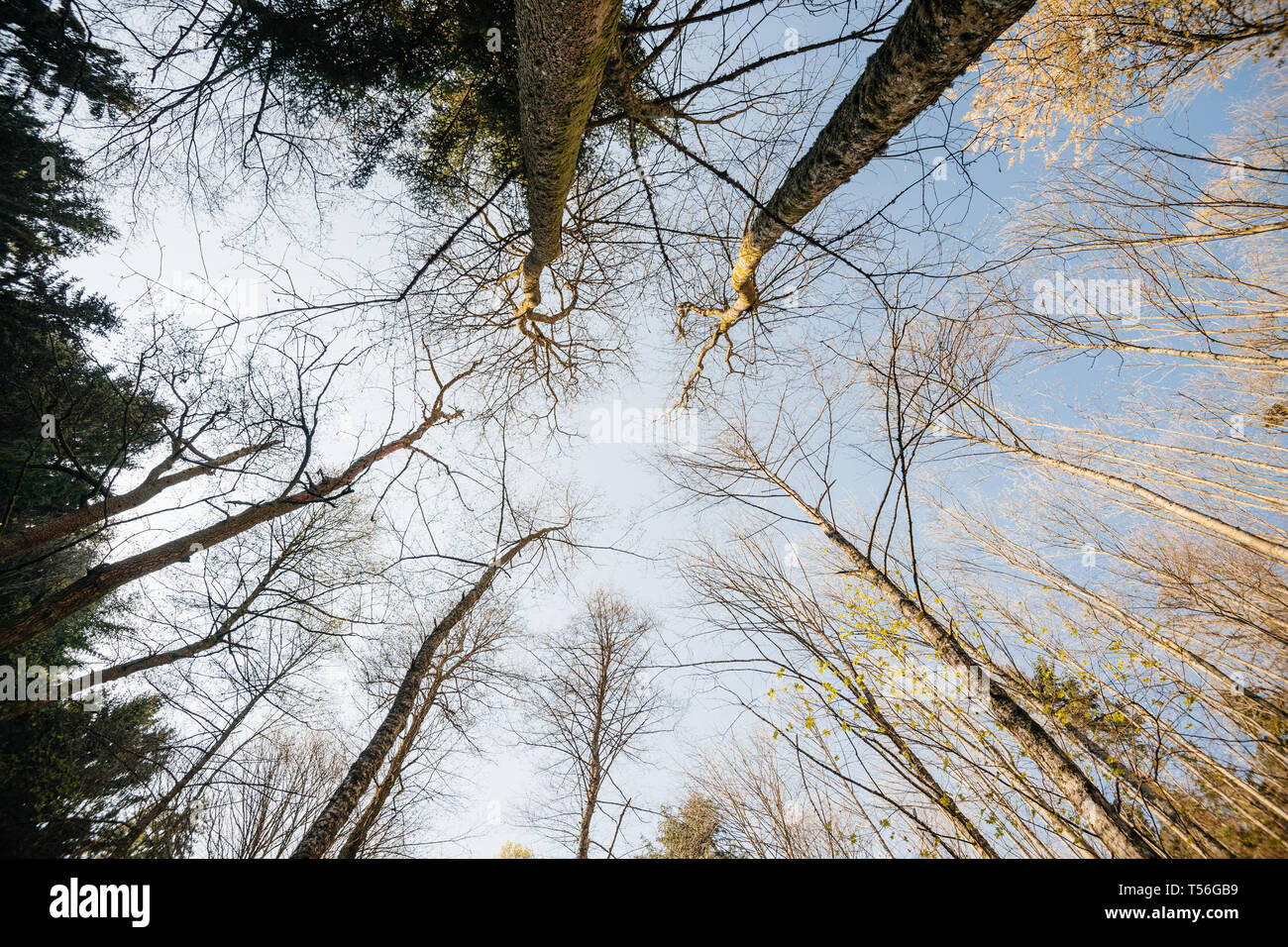Low angle view view from below at the tree canopies without leaves in ...
