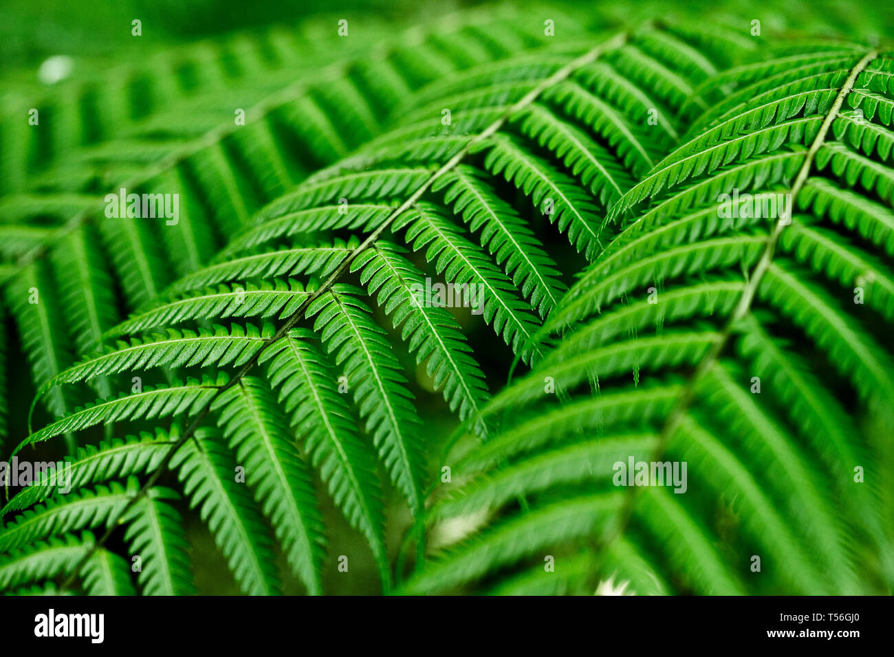 Fresh green New Zealand fern backgrounds Stock Photo - Alamy