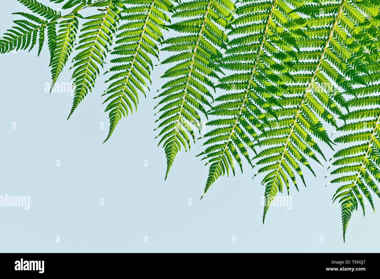 Fresh green New Zealand fern backgrounds Stock Photo - Alamy
