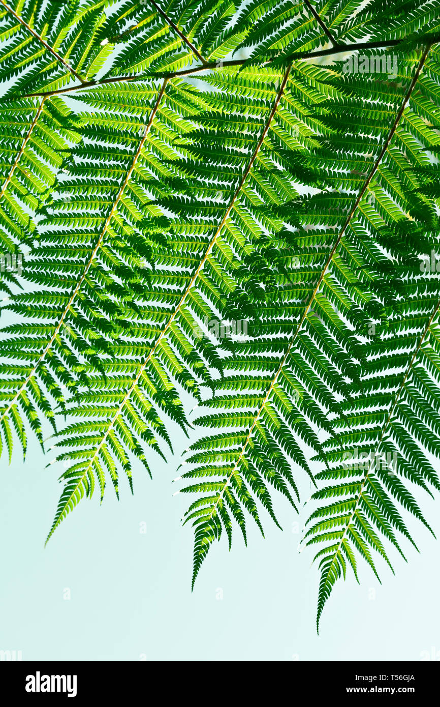 Fresh green New Zealand fern backgrounds Stock Photo - Alamy