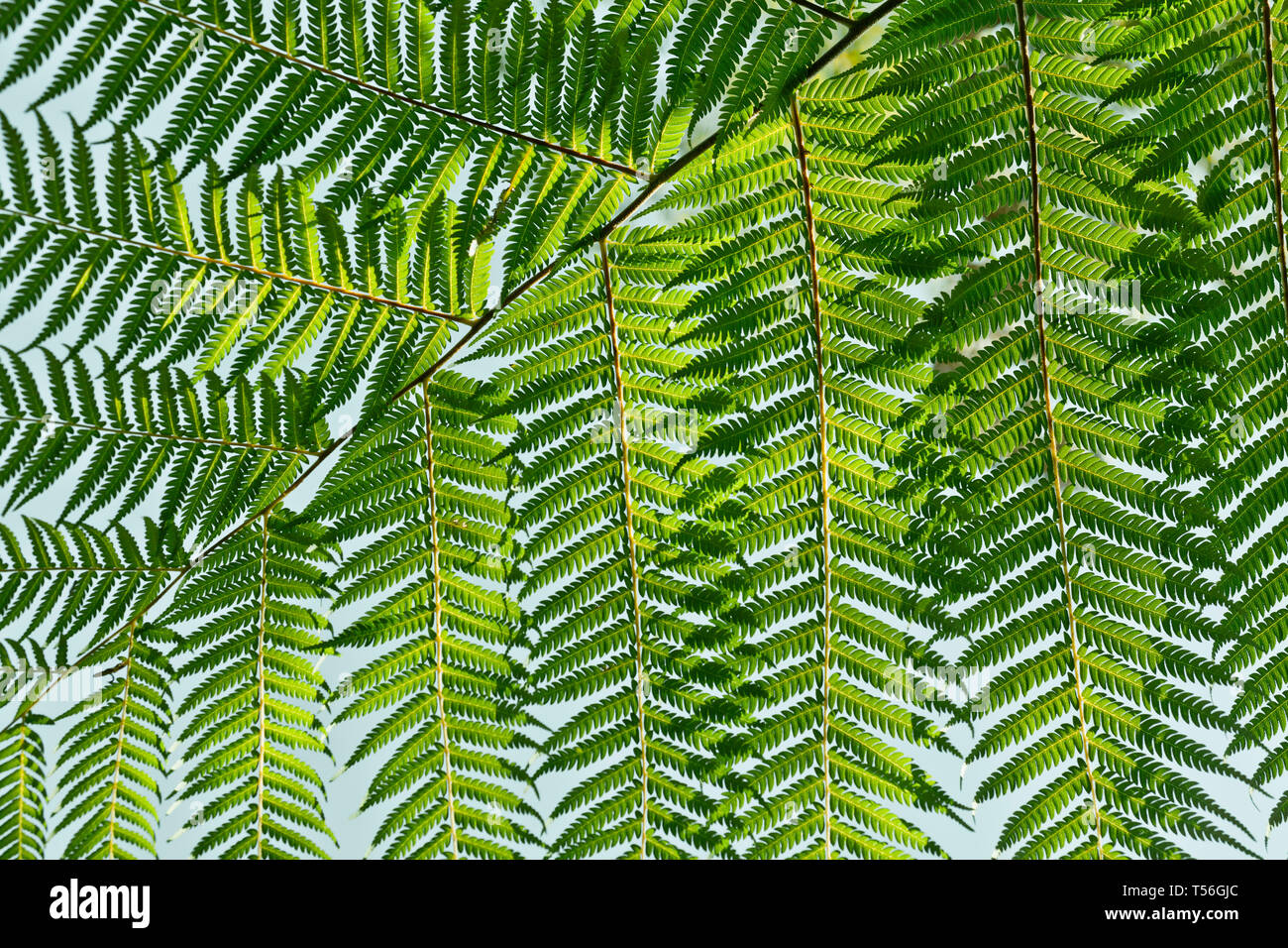 Fresh green New Zealand fern backgrounds Stock Photo - Alamy