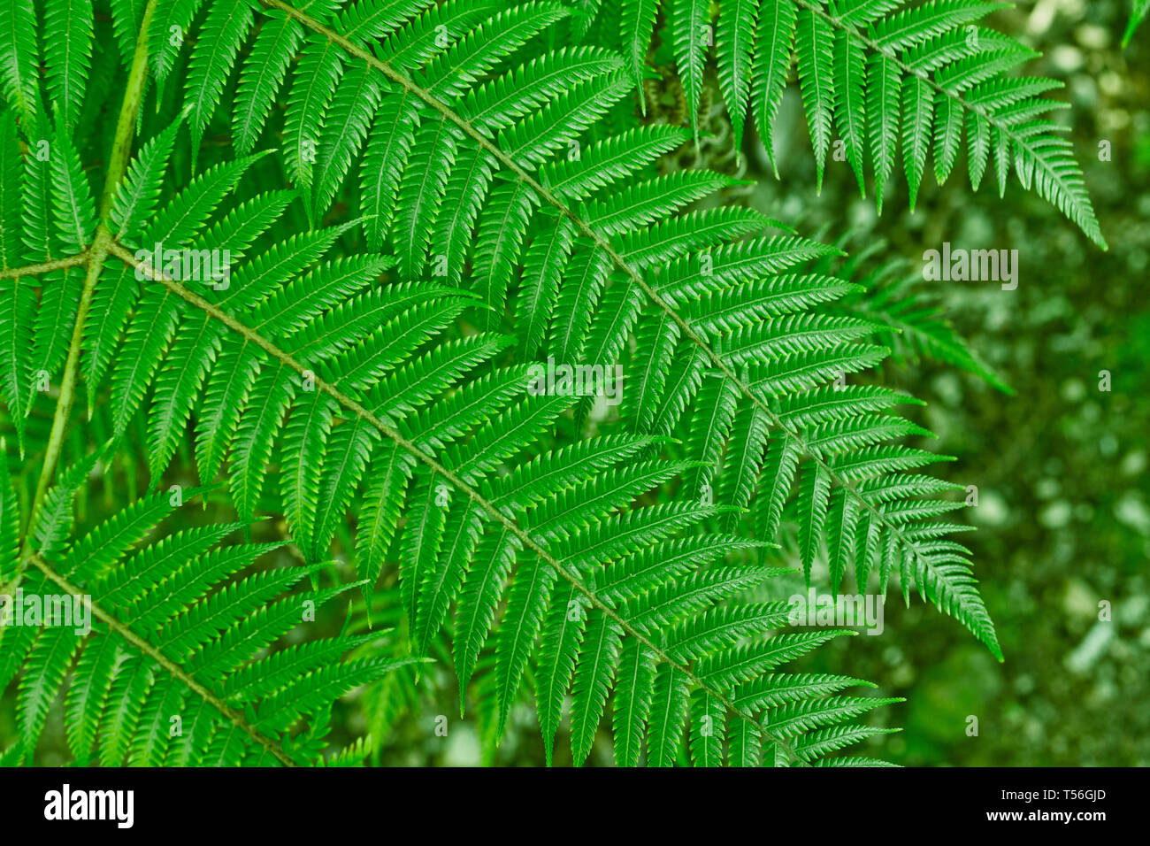 Fresh green New Zealand fern backgrounds Stock Photo - Alamy