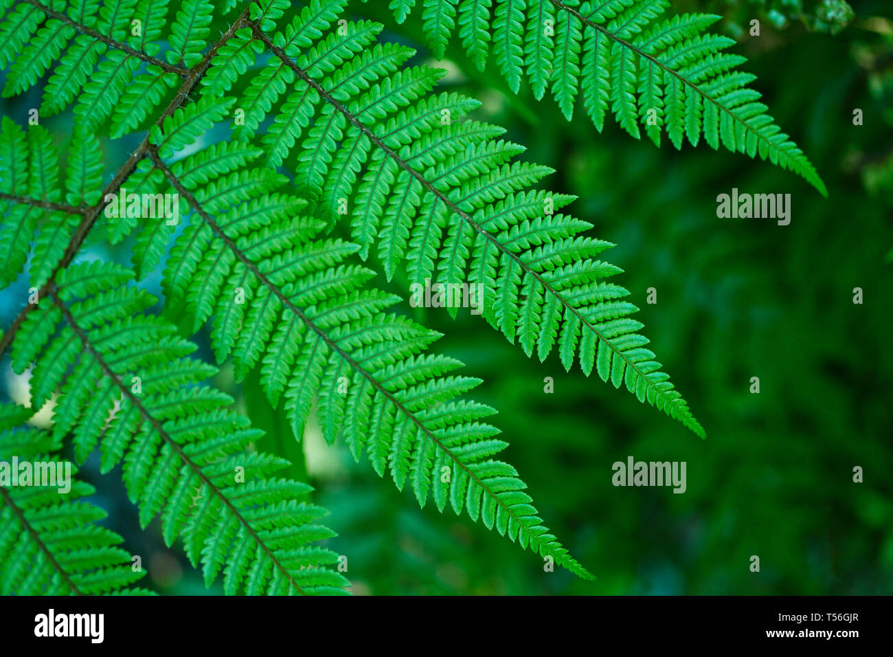 Nz Native Flora High Resolution Stock Photography and Images - Alamy