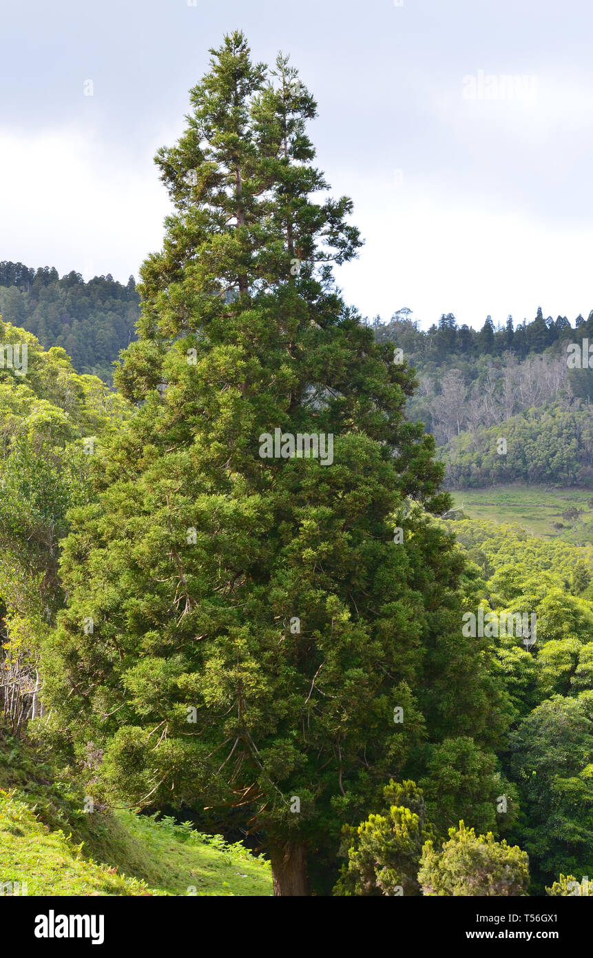 Japanese red cedar in Santa Maria island, Azores Stock Photo - Alamy