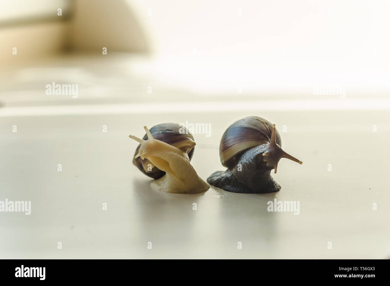Two Achatina snails on the light background. Extreme close up macro ...