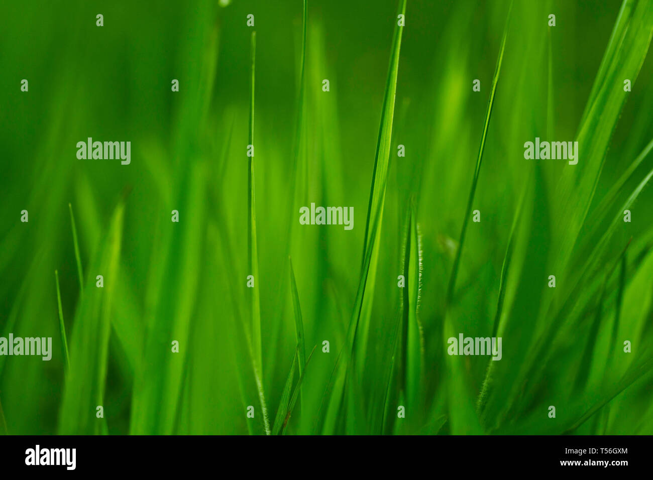 Lush, fresh green grass background Stock Photo - Alamy
