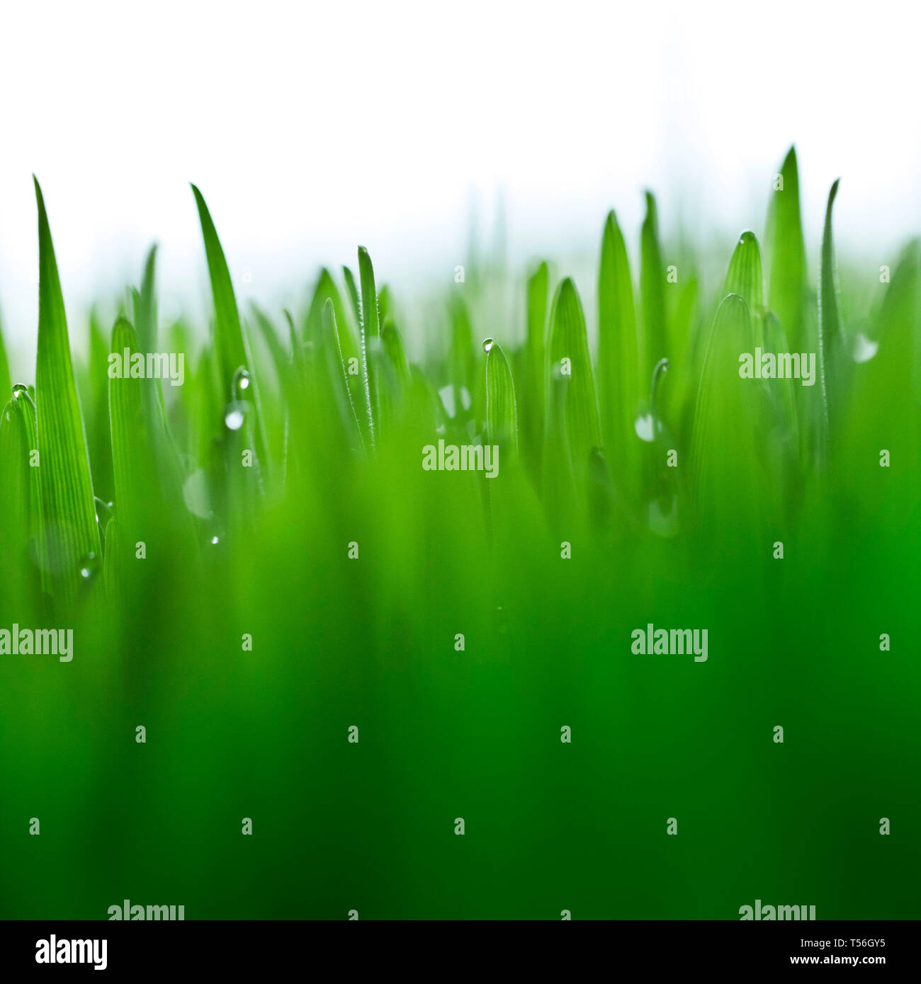 Lush, fresh green wheat grass background with moisture drops Stock ...