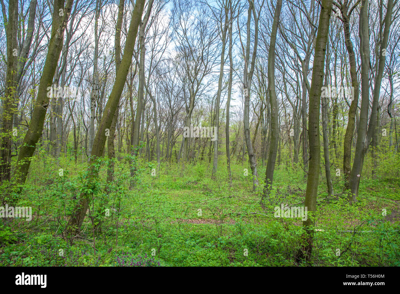 Trees in a green forest in spring Stock Photo - Alamy