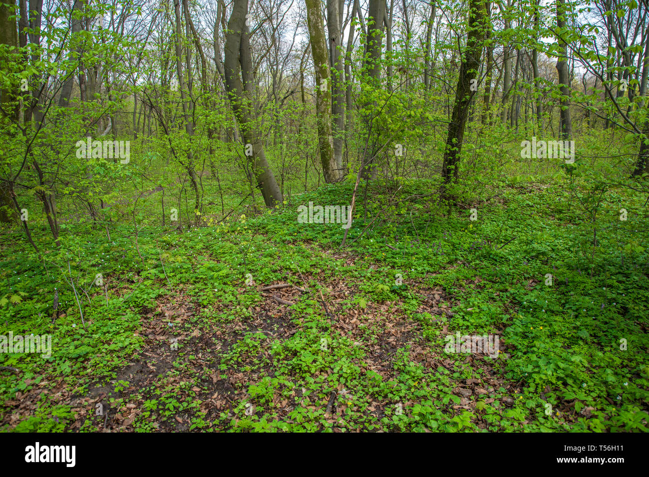 Trees in a green forest in spring Stock Photo - Alamy
