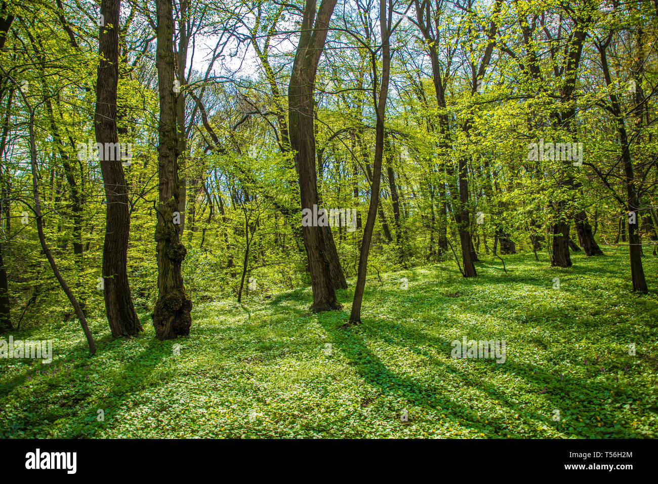 Forest trees. nature green wood in spring Stock Photo - Alamy