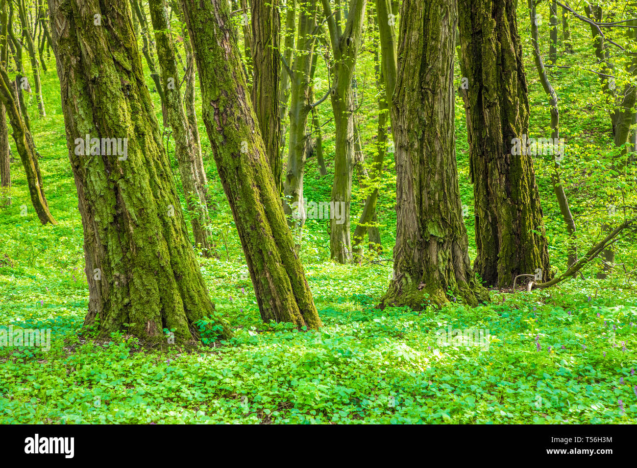 Trees in a green forest in spring Stock Photo - Alamy