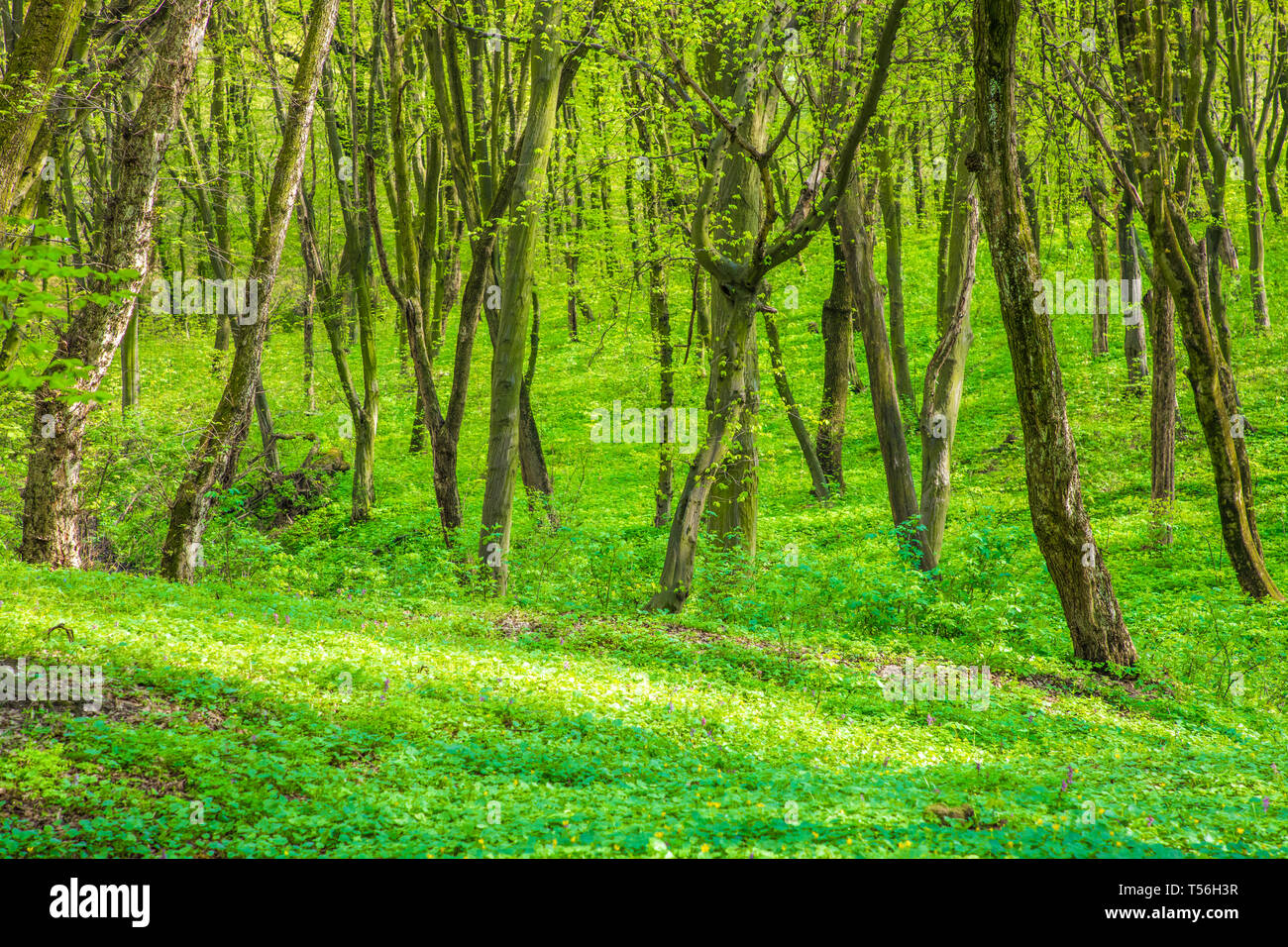 Trees in a green forest in spring Stock Photo - Alamy