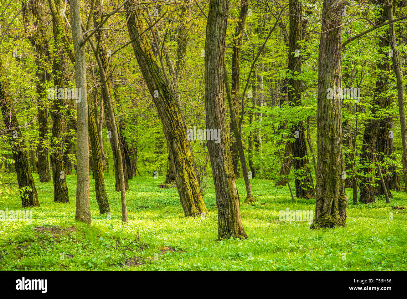 Forest trees. nature green wood in spring Stock Photo - Alamy