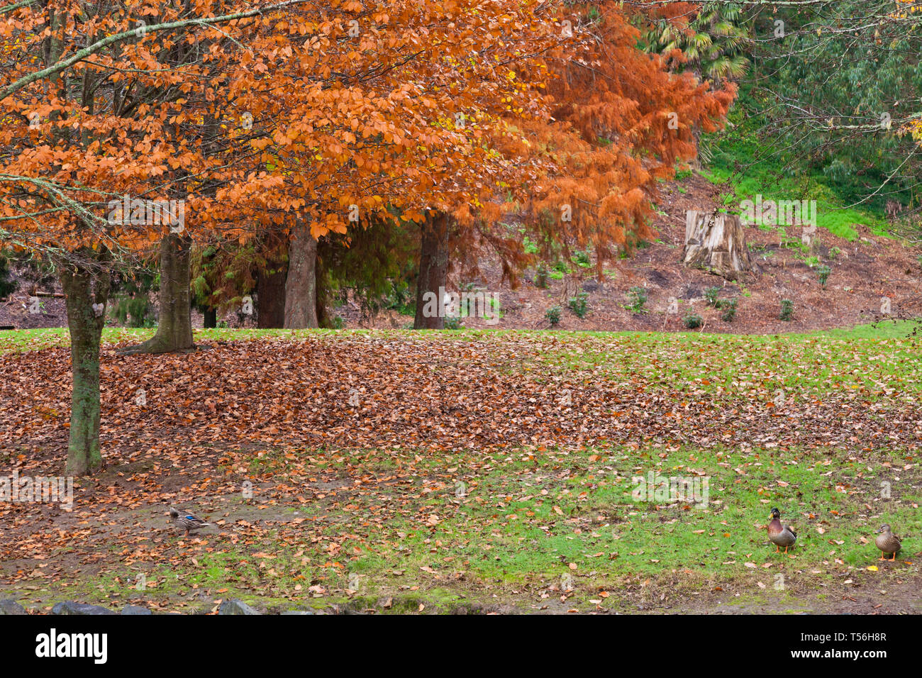 Autumn trees in a park in New Zealand Stock Photo - Alamy