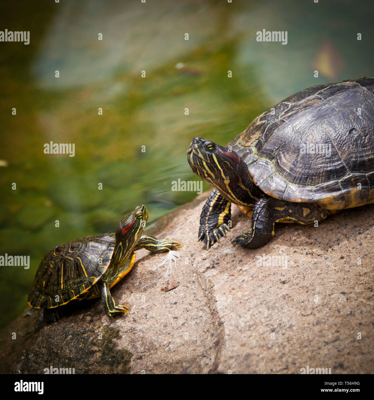two turtles in the sun on a rock in the water Stock Photo - Alamy