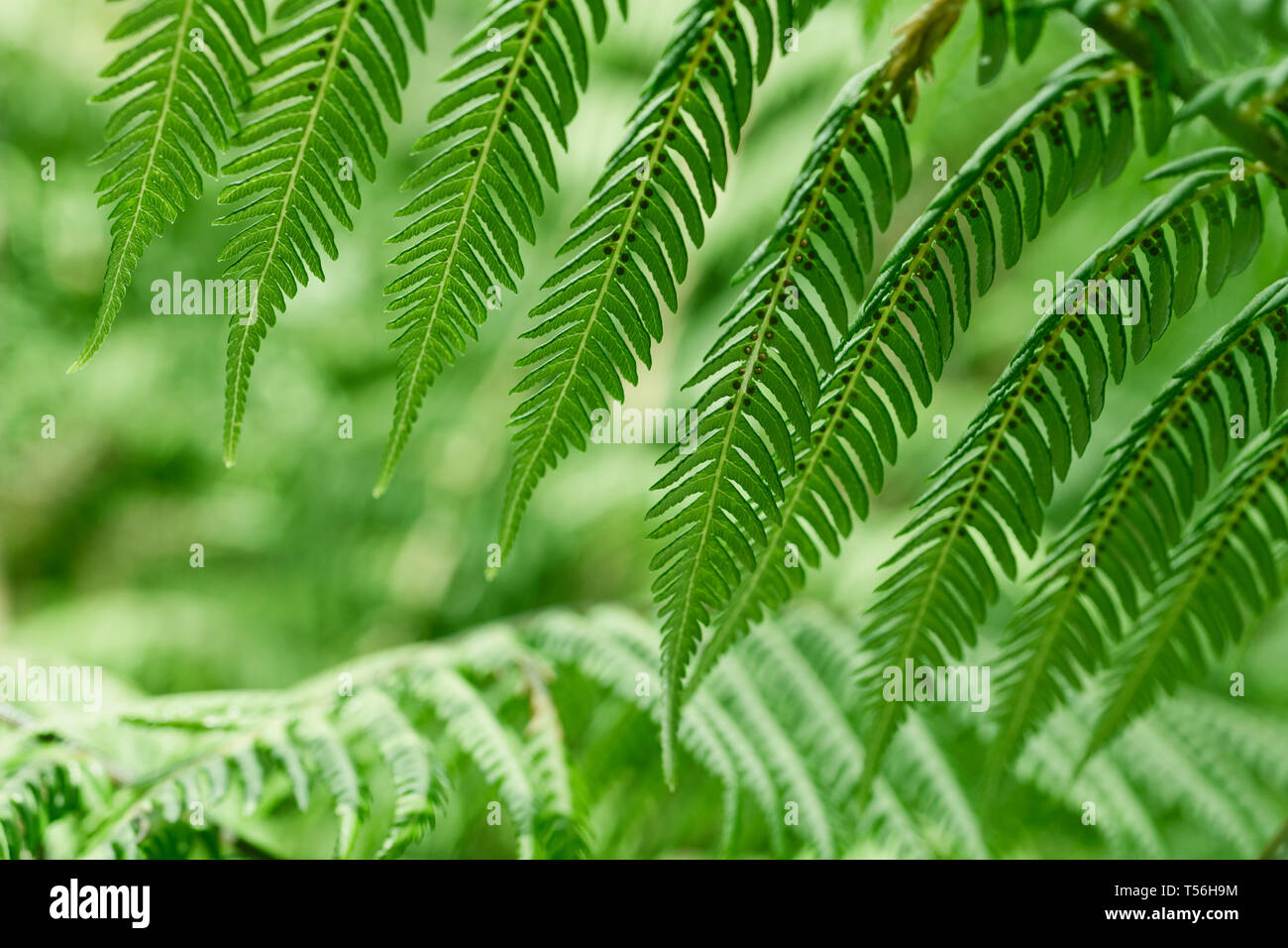 Fresh green New Zealand fern backgrounds Stock Photo - Alamy