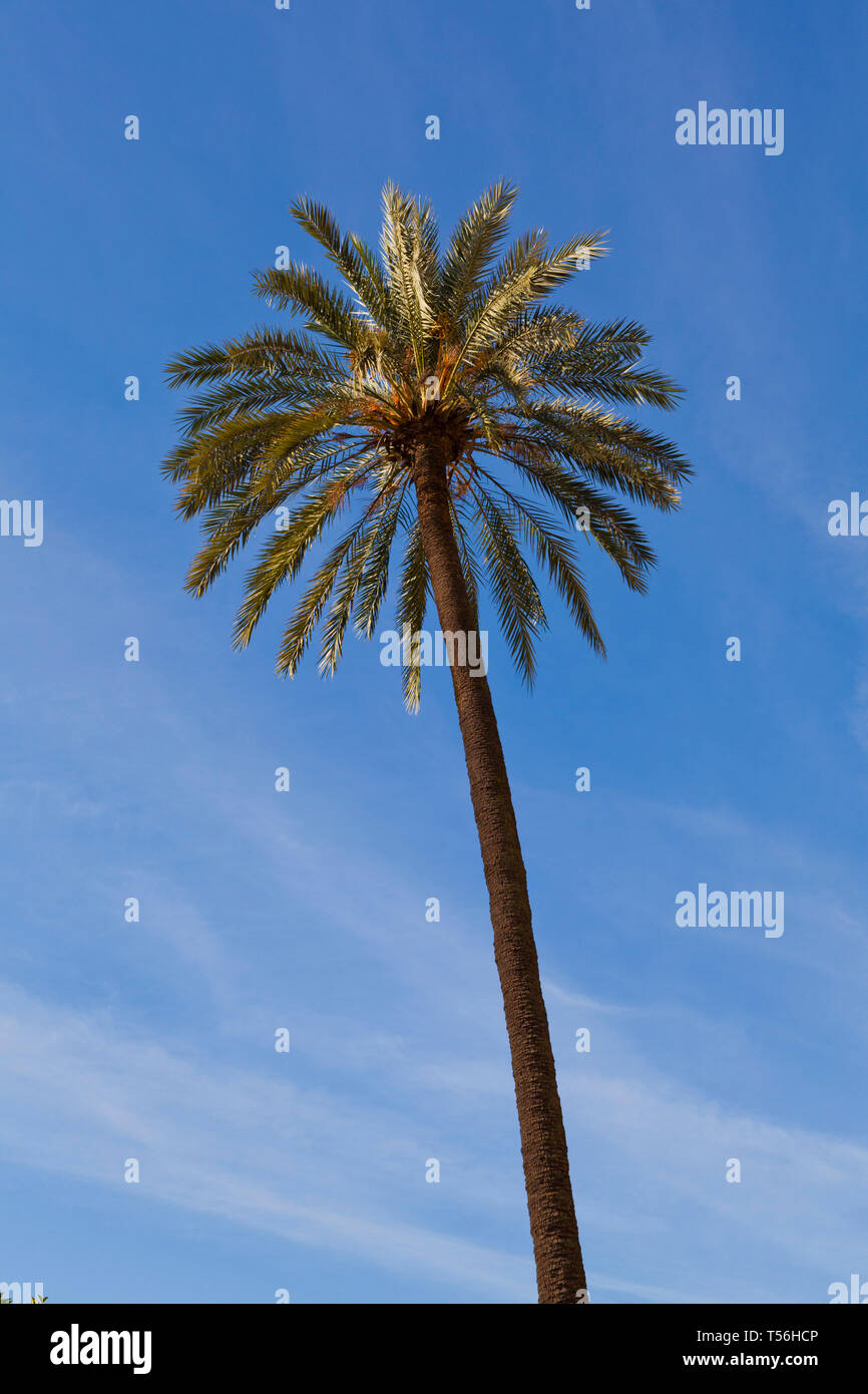 Palm tree with blue sky background Stock Photo - Alamy