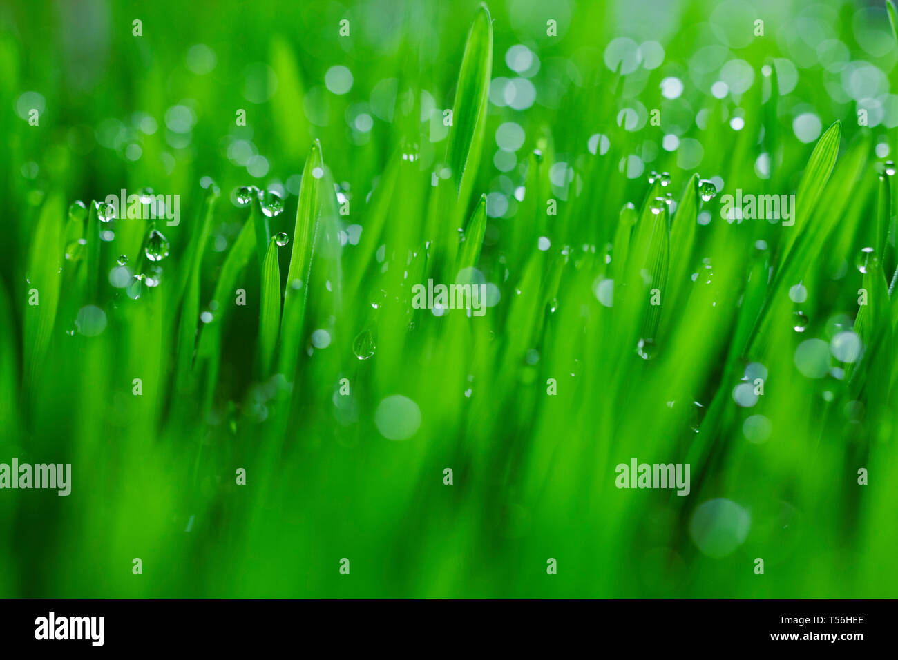 Lush, fresh green grass background with moisture drops Stock Photo - Alamy