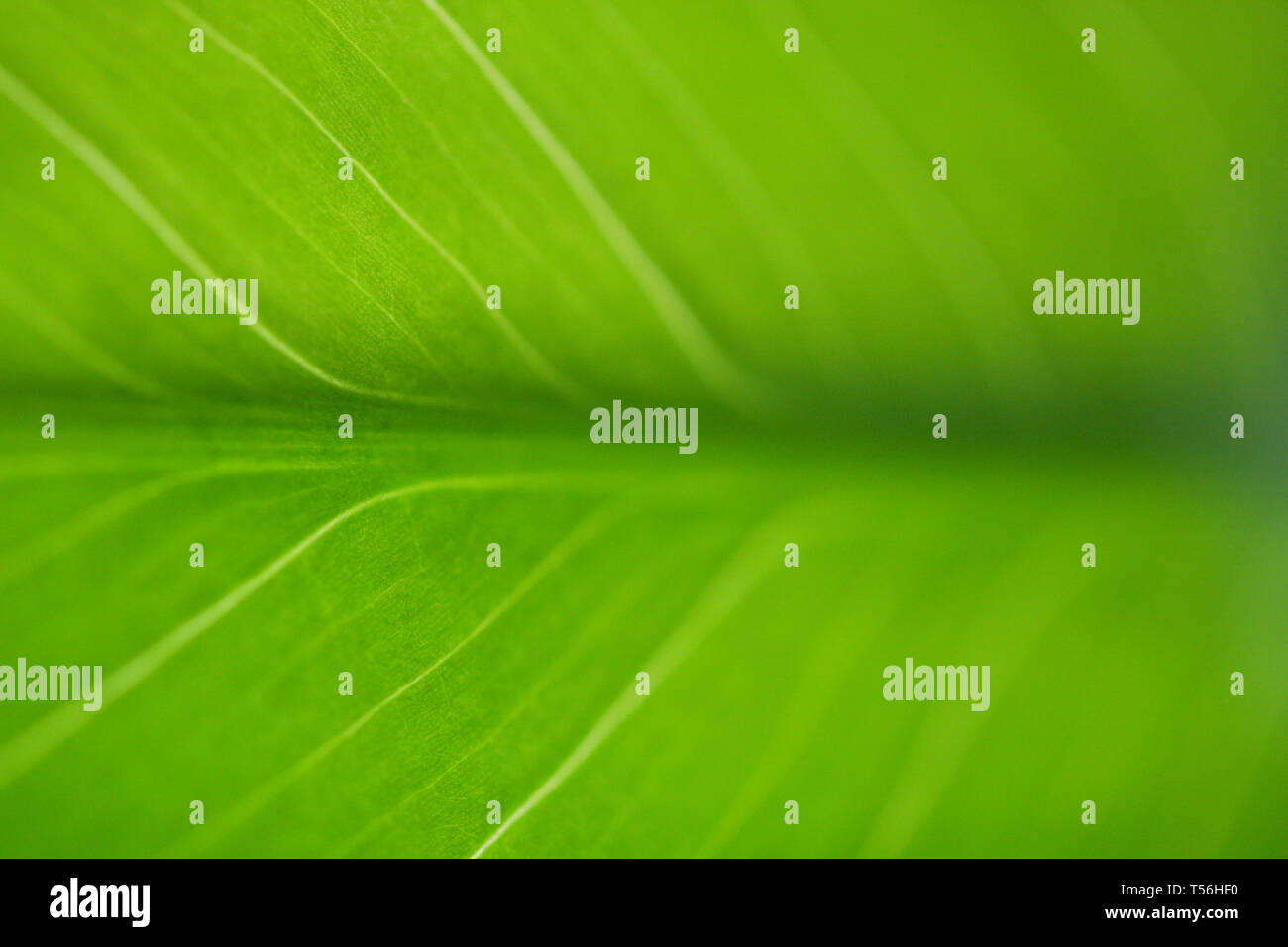 Fresh green leaf backgrounds. Shallow depth of field Stock Photo - Alamy