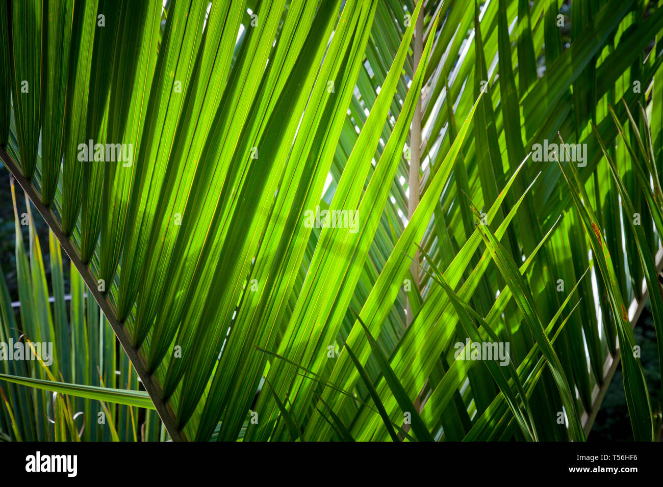 Fresh green leaf backgrounds. Shallow depth of field Stock Photo - Alamy