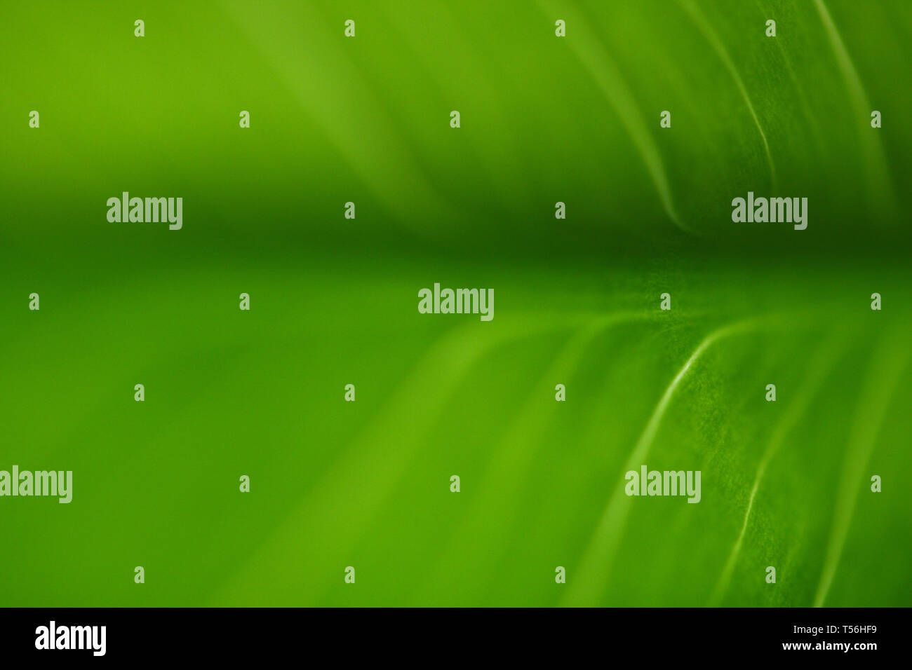 Fresh green leaf backgrounds. Shallow depth of field Stock Photo - Alamy