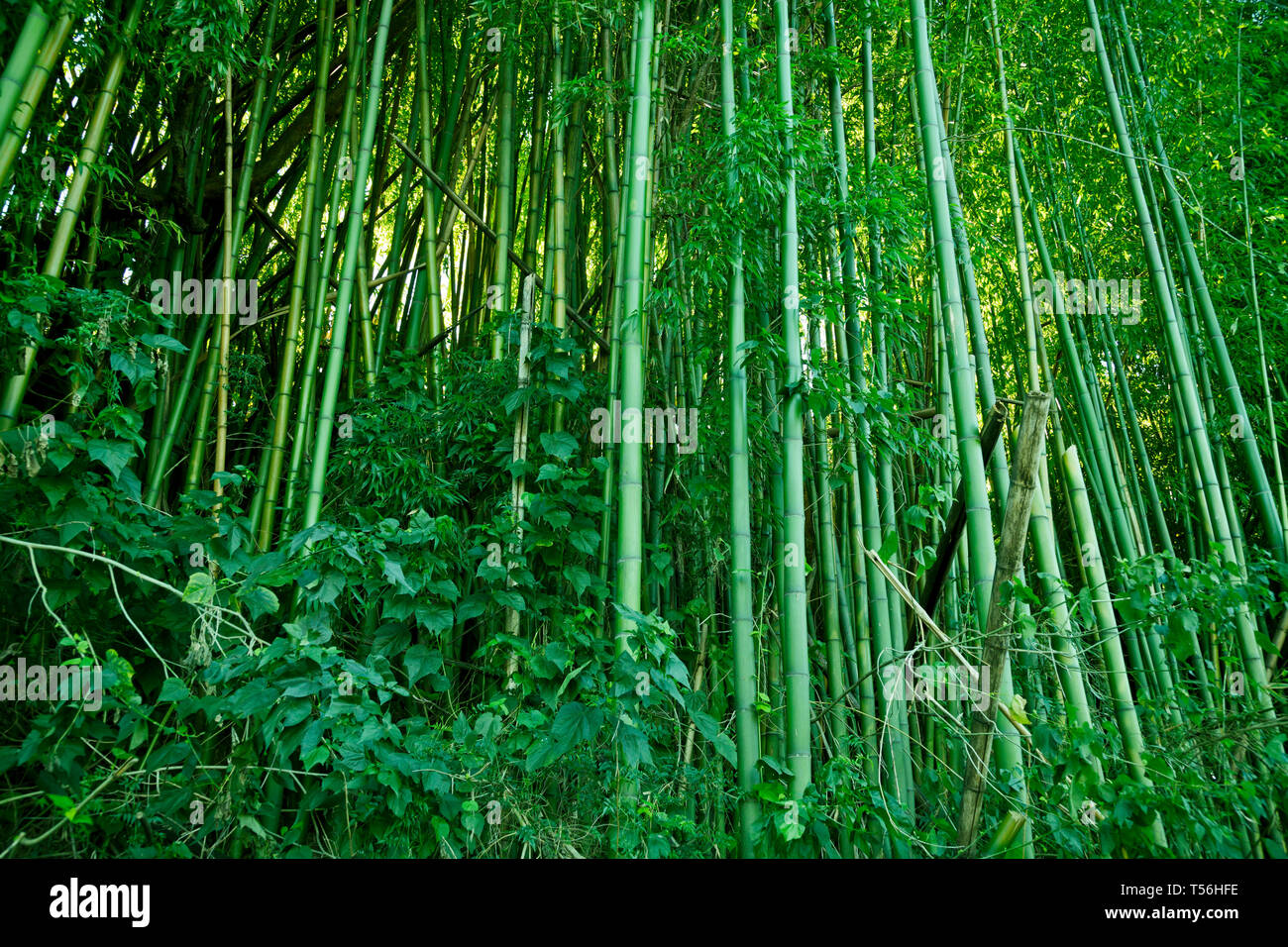Bamboo In Rainforest