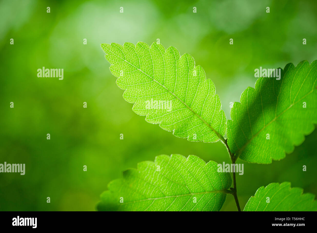 Nature background with fresh green leaves Stock Photo - Alamy