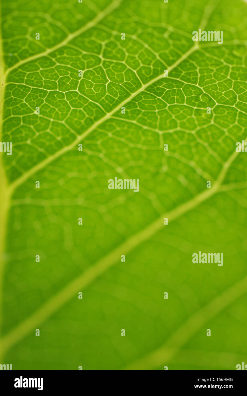 Fresh green leaf backgrounds. Shallow depth of field Stock Photo - Alamy