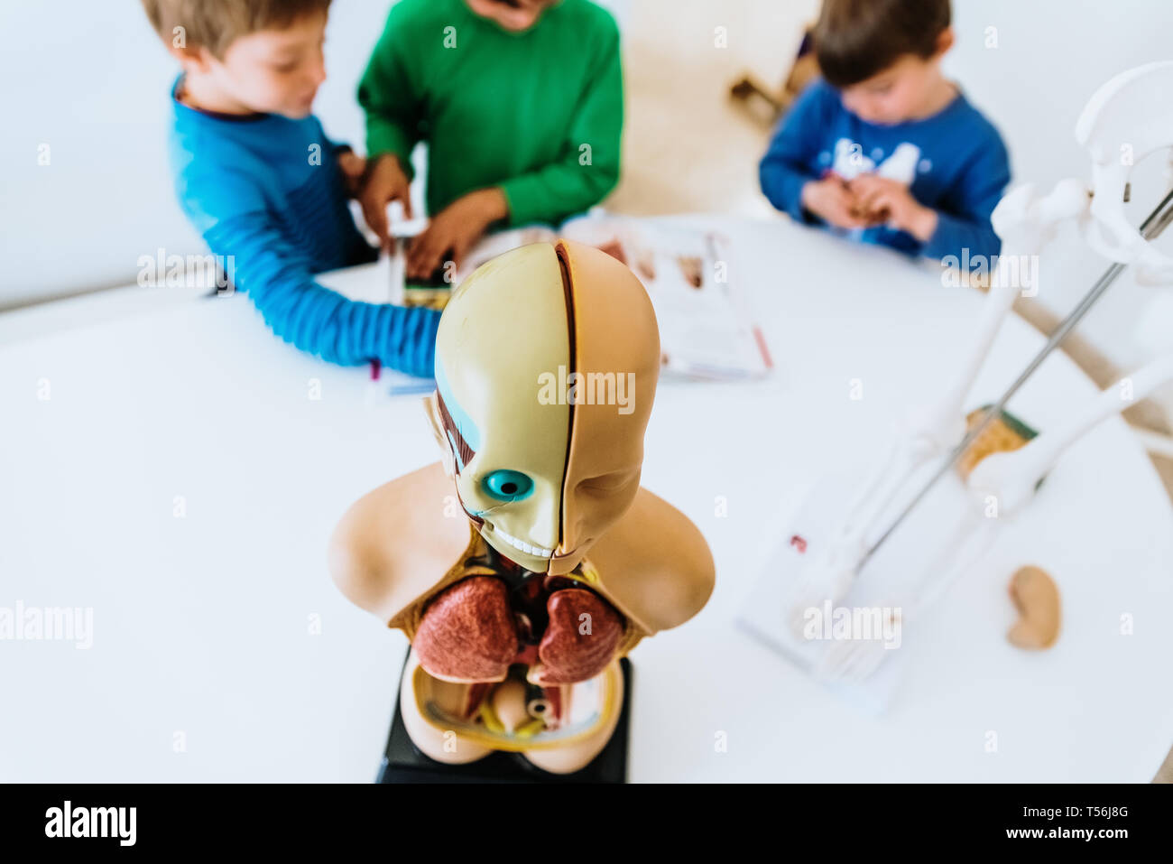 Anatomy class to children of primaría with a dummy of the human body ...