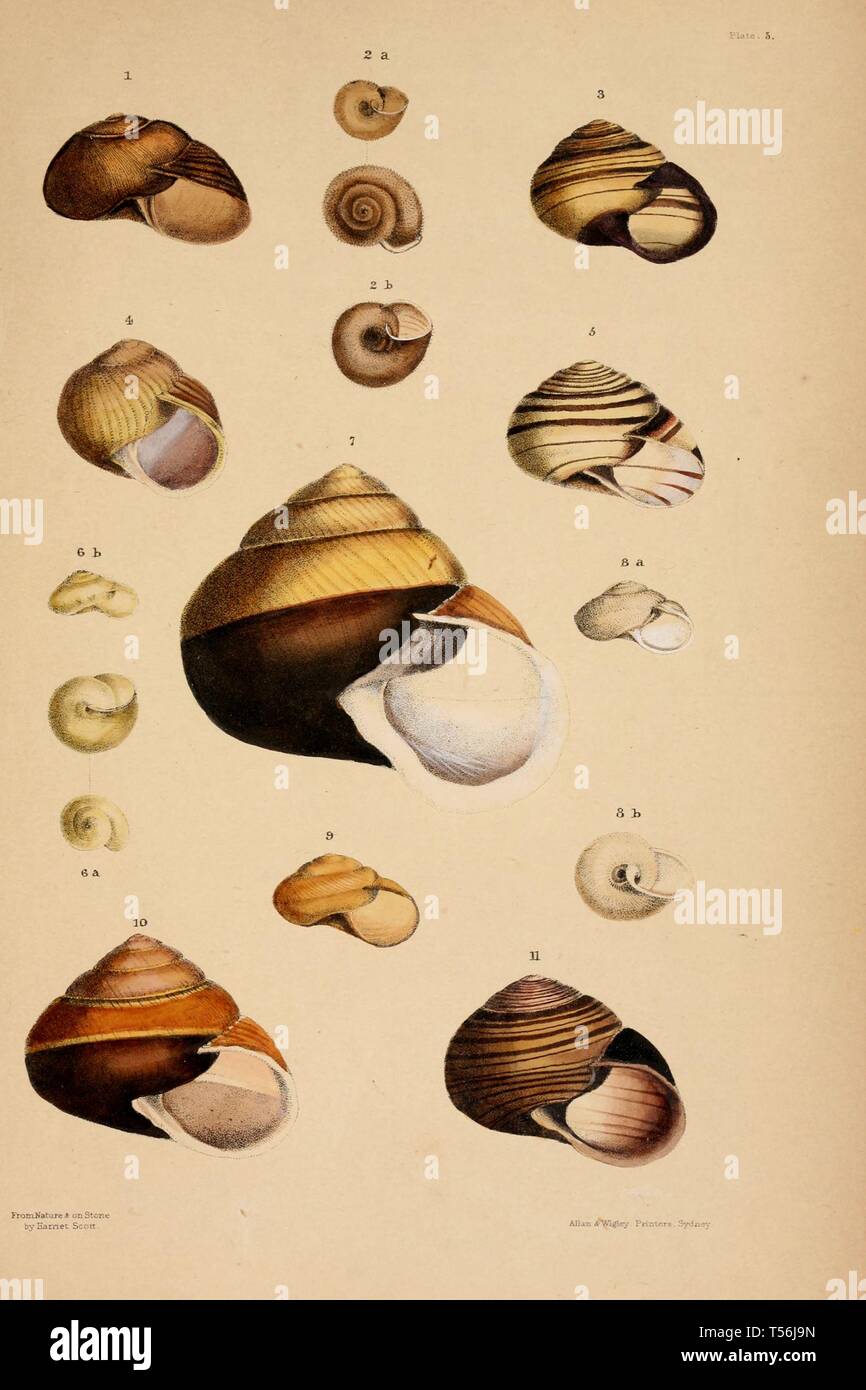 Beautiful vintage hand drawn illustrations of shells and conchs from ...