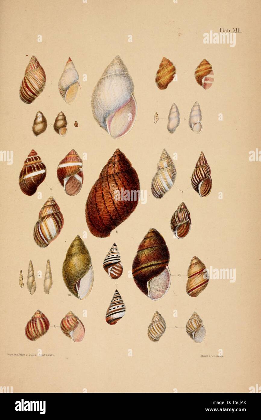 Beautiful vintage hand drawn illustrations of shells and conchs from ...