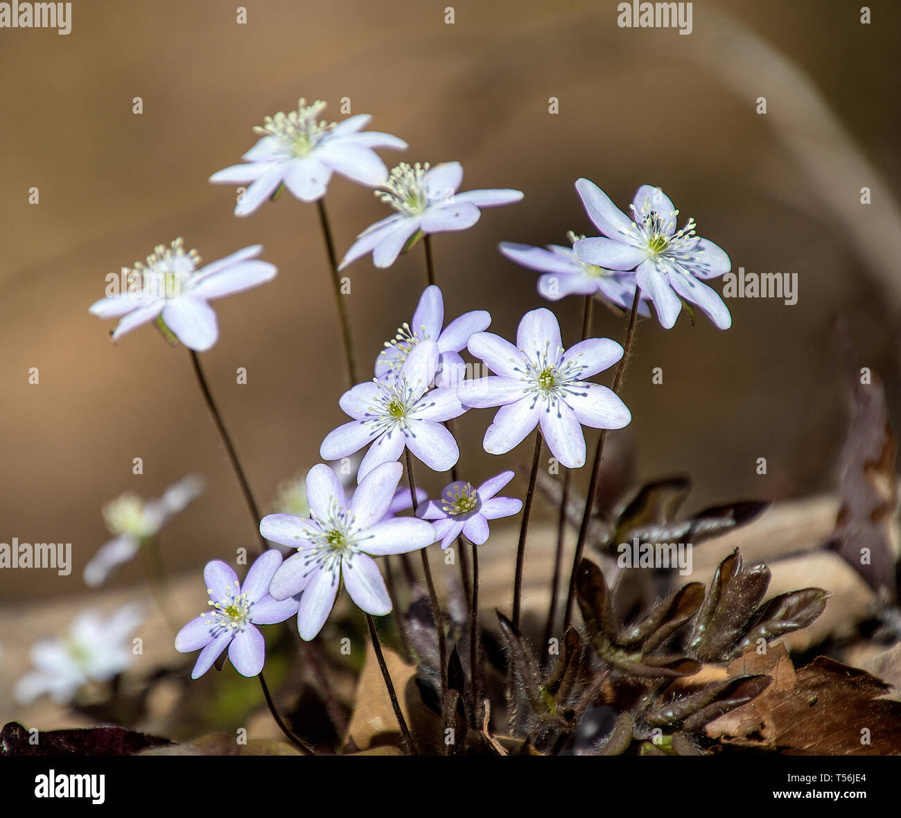 Wildflower woods hi-res stock photography and images - Alamy