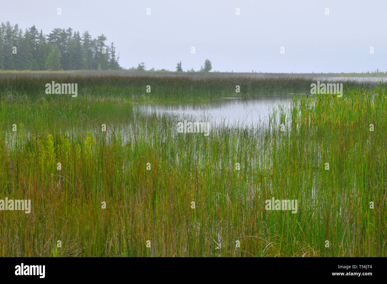 Northern swamp hi-res stock photography and images - Alamy
