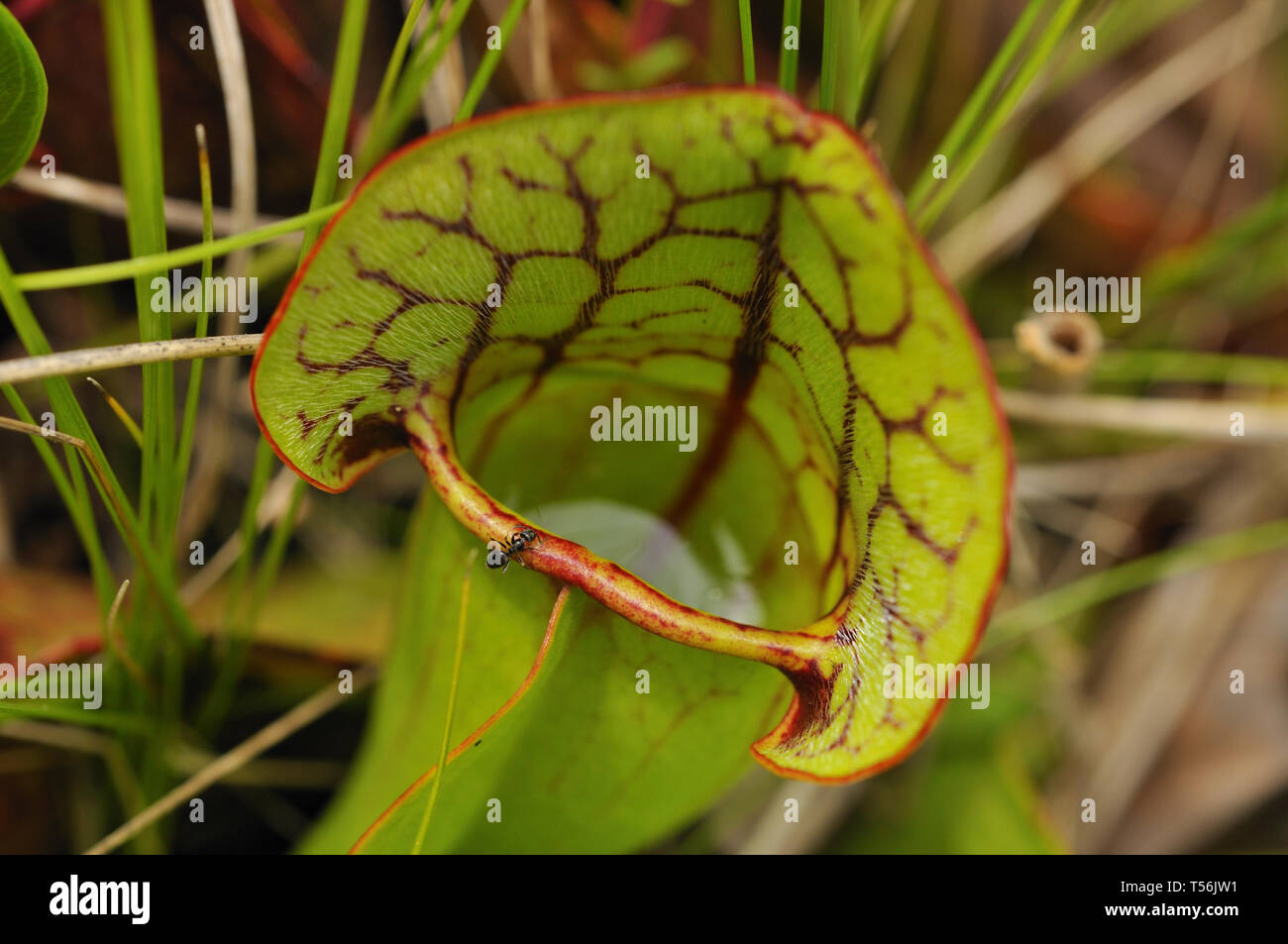 Pitcher plant adaptation hi-res stock photography and images - Alamy