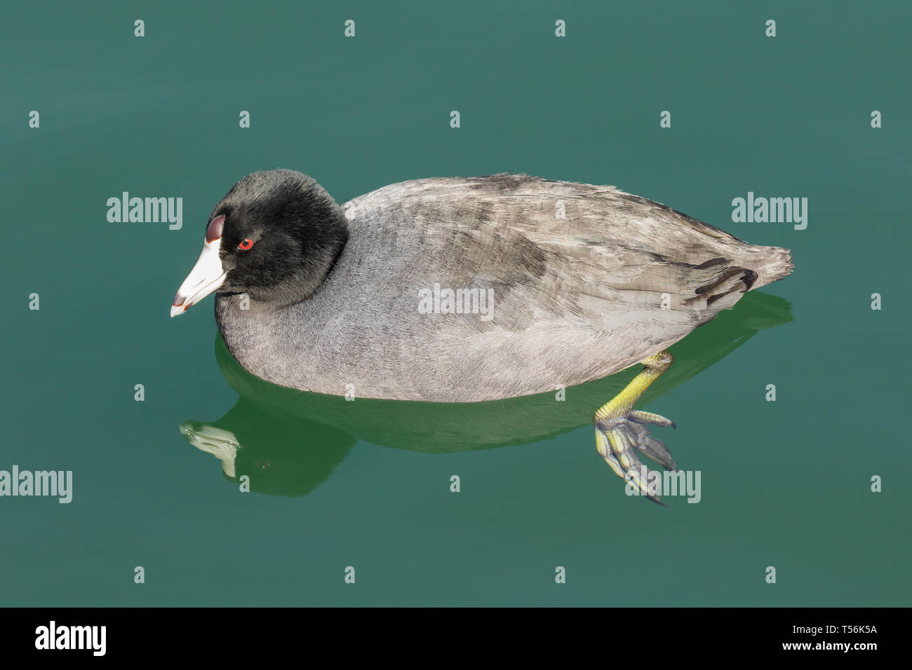 American coot feet hi-res stock photography and images - Alamy