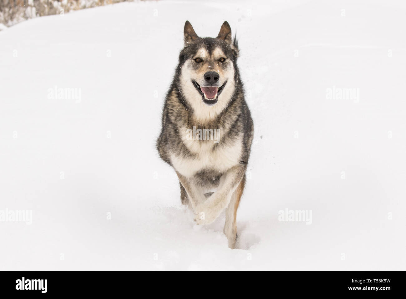 Loves running hi-res stock photography and images - Alamy