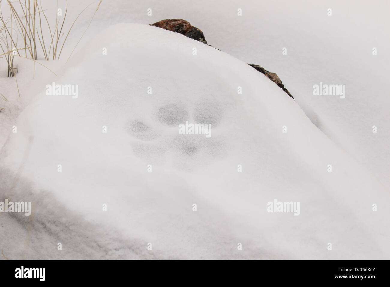 Mountain Lion Track Stock Photo - Alamy