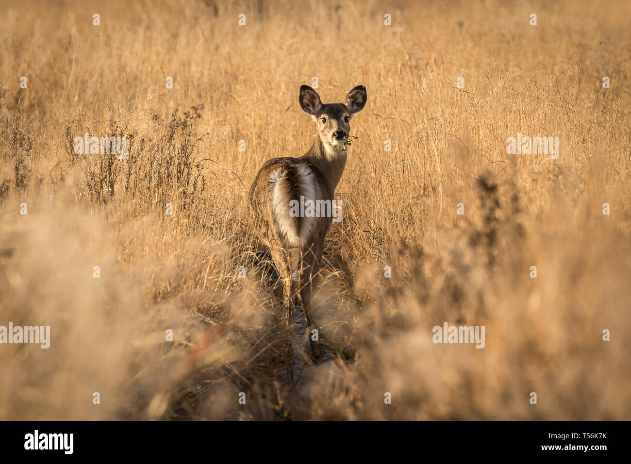 Whitetail Doe Having Lunch Stock Photo - Alamy