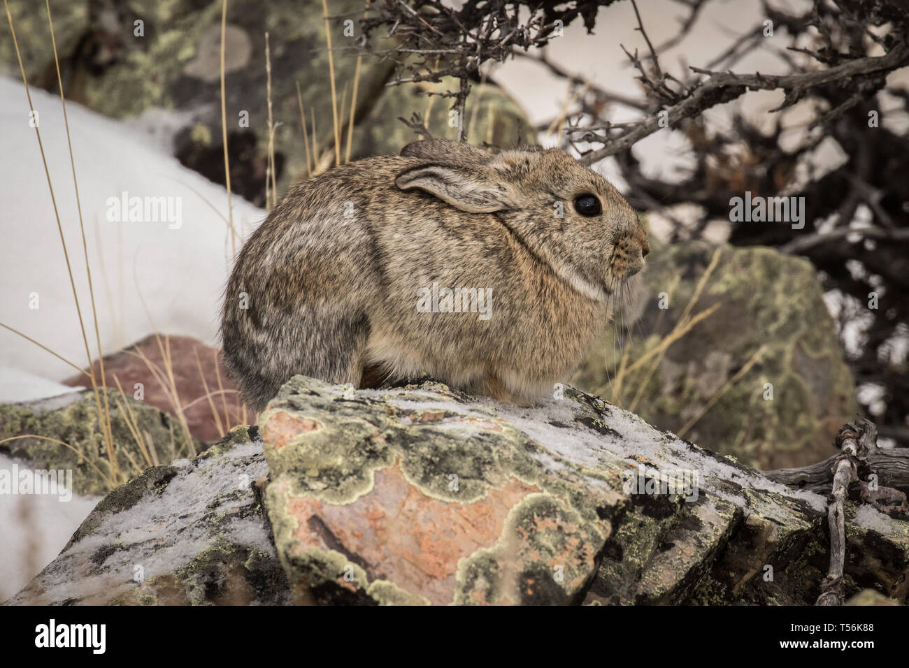 Western bunny hi-res stock photography and images - Alamy