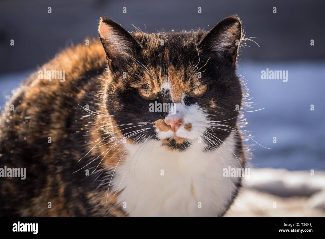 Calico color hi-res stock photography and images - Alamy